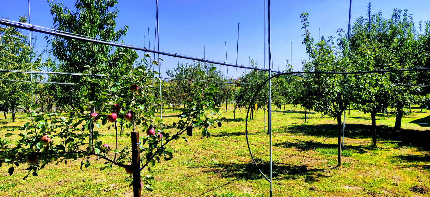 OPG Stjepan Car Vrbovec orchard– QTECH